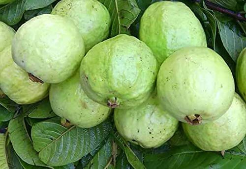 Giant Indian Guava Seeds Fruit Seeds 100 seeds : Amazon.in: Garden ...