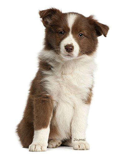 Journal: Red Border Collie Puppy: Publications, Dreamflight ...