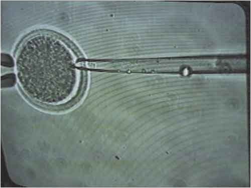 Amazon.com: Genetic Engineering : Movies & TV