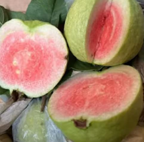 Cloud Farm "Red Diamond " Grafted hybrid Guava - 1 Healthy Live 'Red ...