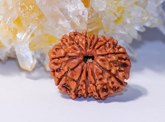 Venus Gems Gallery 11 Mukhi Rudraksha Nepal 11 Face Rudraksha Original ...