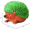 Amazon.com : Chia Pet Hedgehog with Seed Pack, Decorative Pottery ...