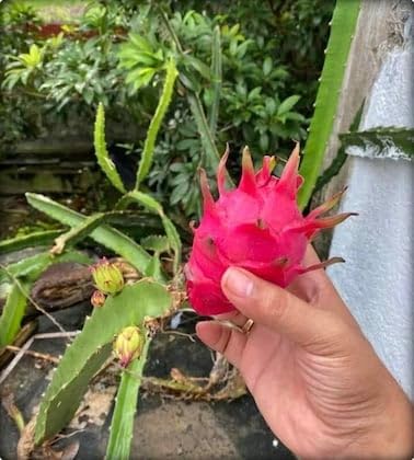 Liveleaf Dragon Plant dragon fruit plant red dragon plant : Amazon.in ...