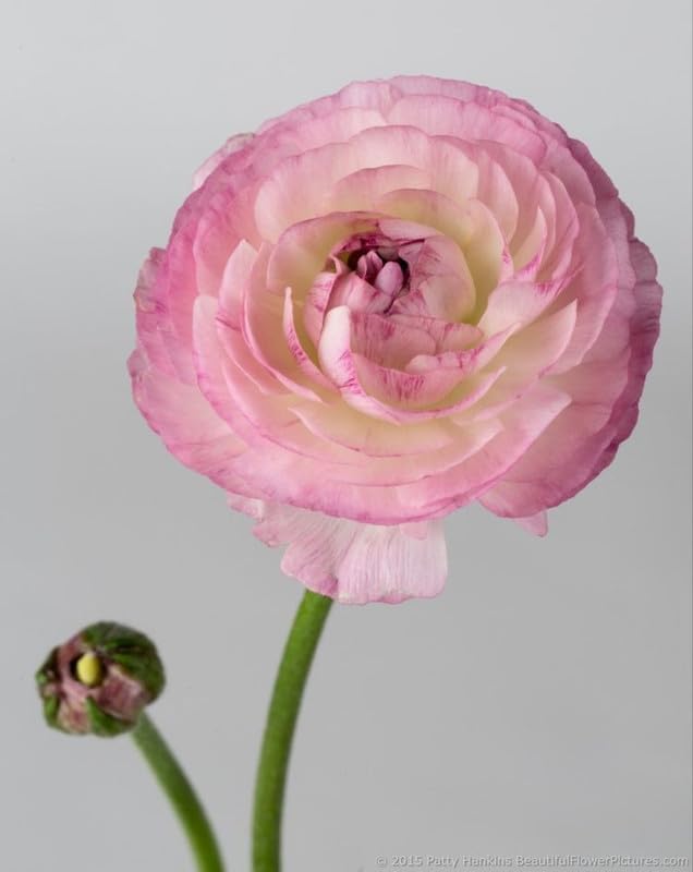 RADHA KRISHNA AGRICULTURE® Ranunculus Flower Bulb | pink shade Variety ...
