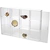 Amazon.com - SAFE Seashell Display Case - Large 12 Compartments - Glass ...