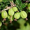 Amazon.com : Sweet Gooseberry Tree Plant Live, Gooseberry Bush Live ...
