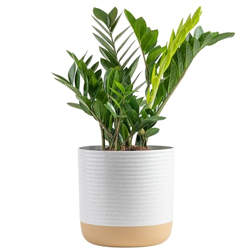 How To Care for ZZ Plant - Heavenly Houseplants