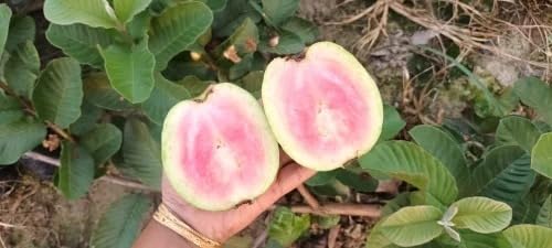 GOLDEN BLOOM ORIGINAL Red Diamond " Grafted hybrid Guava -Healthy Live ...