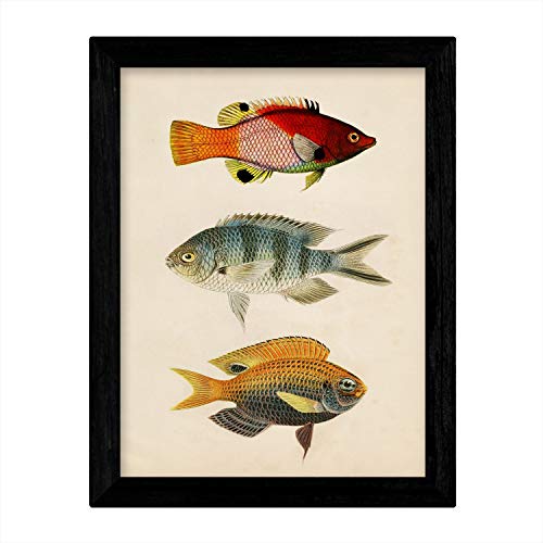 Set 4 sheets of fish vintage colorful effect. Baltic. Composition of 12 ...