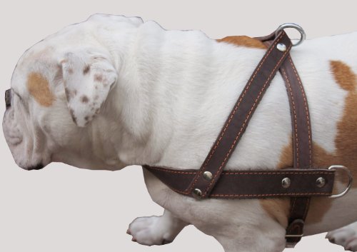 Genuine Brown Leather Dog Pulling... - Labradoodles By Cucciolini