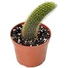 Amazon.com : Rare Cactus Plants, 4" Monkey Tail Cactus, Live Succulent ...