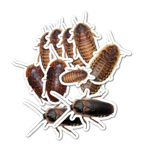 Amazon.com: Set of 12 Creepy Realistic Glossy Printed Cockroach ...