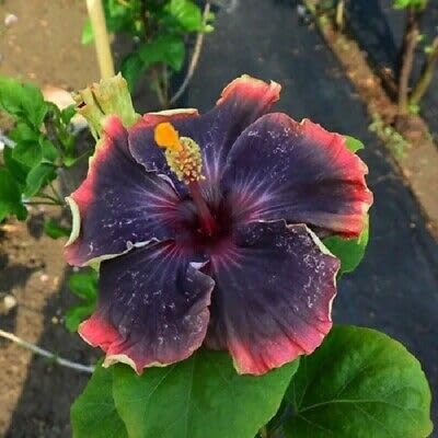 Black gudhal hibiscus live plant (Pack of 2) : Amazon.in: Garden & Outdoors