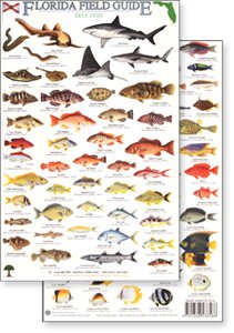 Field Guide -– Florida Reef Fish: Rainforest Pubs: Amazon.com: Books