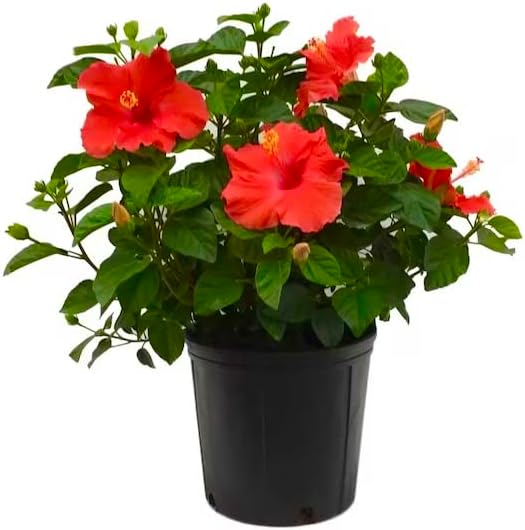 Red Hibiscus Plants, Hibiscus Rosa-Sinensis Flower Plant, Hibiscus Live ...