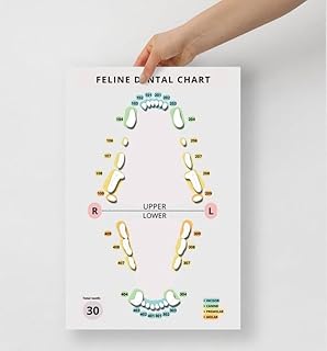 Cat Teeth Anatomy: A Visual Guide To Feline Teeth | PetShun