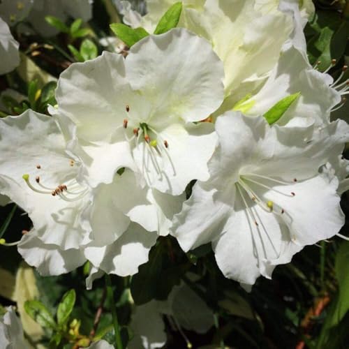 Best Evergreen Azaleas for Shade: Top Shade-Tolerant Options for a Lush ...