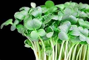 Amazon.com : Upland Cress Seeds -"Creasy Greens" in The South - Mmmmmm ...