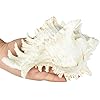 Large Natural Sea Shells, Murex Ramosus shells, Huge Ocean Conch 17-20 ...