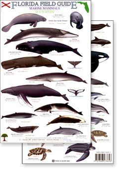 Florida Field Guide - Marine Mammals & Sea Turtles: Rainforest ...