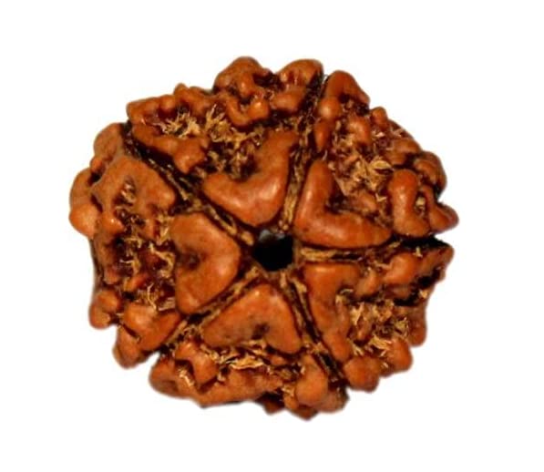 OPTIMUS RUDRAKSHA 5 Mukhi Rudraksha Original Certified Real & Natural ...