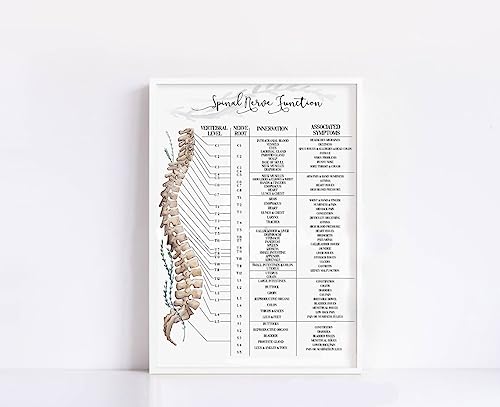 Chiropractic Posters And Charts