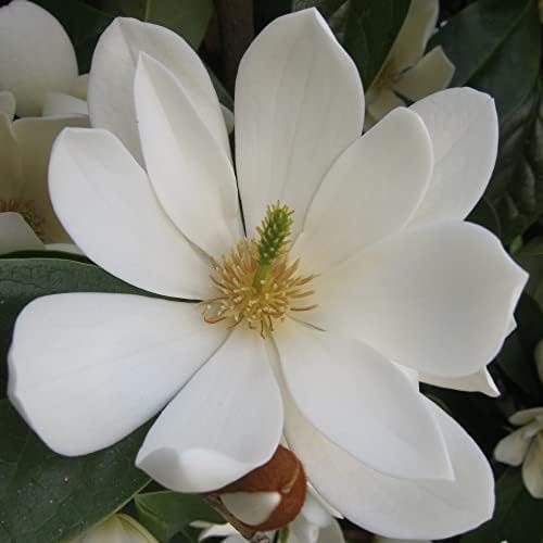 Compact Magnolia 'Fairy Cream' Plant Michelia Evergreen Hardy Shrub ...