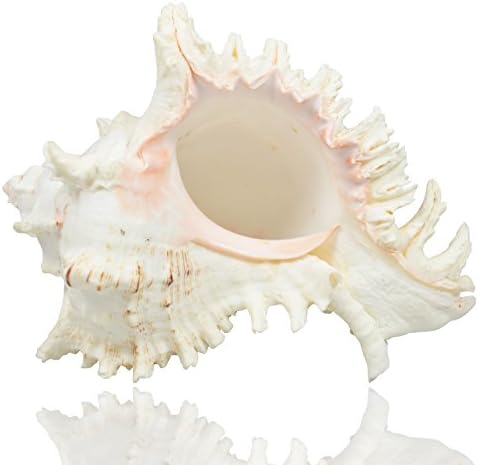 Amazon.com: Jangostor Large Natural Sea Shells, Huge Ocean Conch 7-8 ...