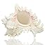 Amazon.com: Jangostor Large Natural Sea Shells, Huge Ocean Conch 7-8 ...