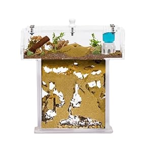 Pequeños Recintos Para Insectos Cómo Eliminar Los Bichos De La