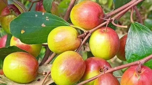 GreenEarth Original Red Apple Ber Jujube Fruit Plant (GRAFTED) Lal Kul ...