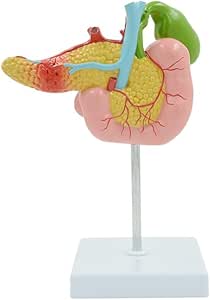 Amazon.com: Gallbladder Model Pancreas Spleen Duodenum Digestive Tract ...