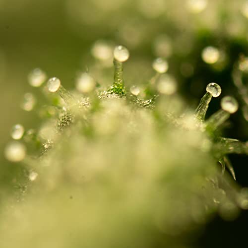 Haldi Silentmark von Slen bei Amazon Music - Amazon.de