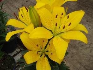 Amazon.com: 50 Bulb of Lilium Asiatic Golden Matrix - Lily