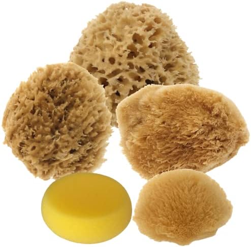 HSD Natural Artists Sea Sponge Pack of 10 Fine Texture Watercolour ...