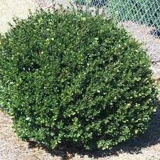 Amazon.com : Compacta Holly Ilex | 1 Extra Large 3 Gallon Plant | Ilex ...