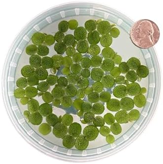 Amazon.com: 50 Water Spangles (Salvinia Minima) Live Floating Plants ...