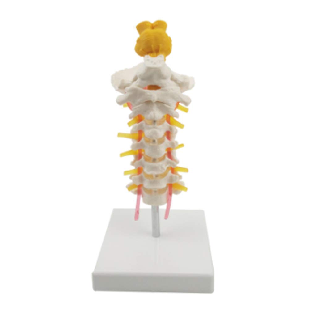 Buy Educational Model Size Nature Vertera Cervical Human Model 7section ...