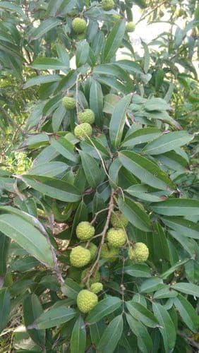 MITU Rare Plant Air Layering Litchi plant CHINA 3 Variety Sweet Tasty ...