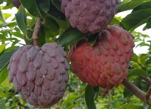 Red Custard Apple (Lal Aata) Red Sugar Apple, Red Sitafal Fruit Live ...