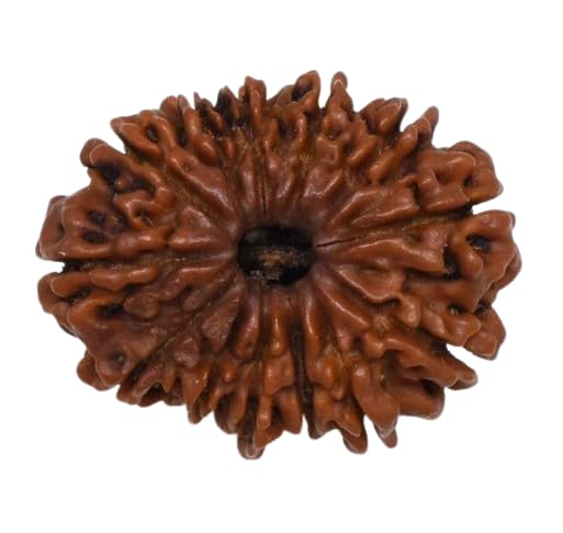 Buy SRT Rudra 13 Mukhi Rudraksha Bead Thirteen Faced Indonesian/Java ...
