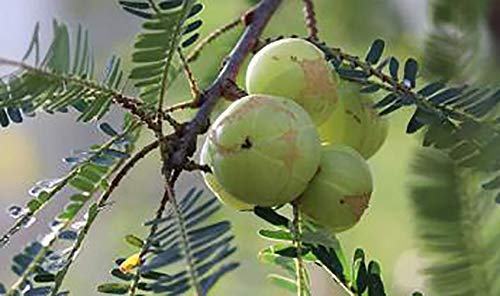 Bhui Amla Tamalaki Phyllanthus Niruri Living Plant in Poly Bag : Amazon ...