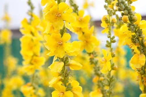 Verbascum thapsus| Great Mullein | 6 Plug Plants | Wildflower : Amazon.co.uk: Garden