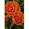 Amazon.com: Citrine Micro Miniature Rose Bush - Fragrant/Hardy - 4" Pot ...