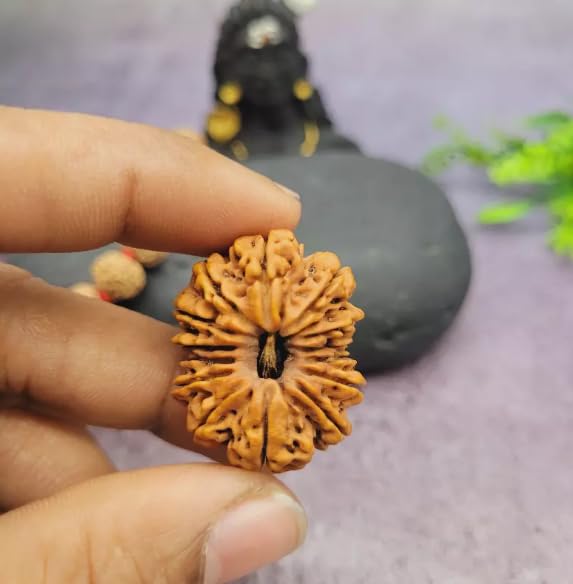 Venus Gems Gallery 14 Mukhi Fourteen Face Rudraksha Hindu Sacred Bead ...