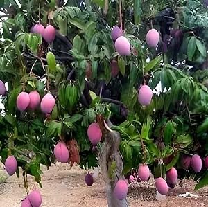 "ORIGINAL JAPANESE MIYAZAKI MANGO"Grafted hybrid Healthy Live plant ...
