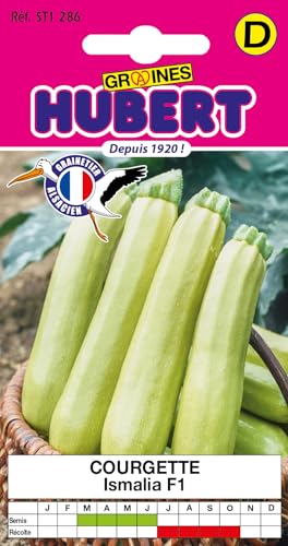 ≡ Courgette Trompette : Origine, Utilisation en Cuisine | Idées Recettes