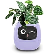 Amazon.com: AMPULLA Ivy - Macetas inteligentes, diversión sin fin con ...