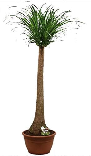 Elefantenfuß, (Beaucarnea recurvata), pflegeleichte Zimmerpflanze (30cm ...