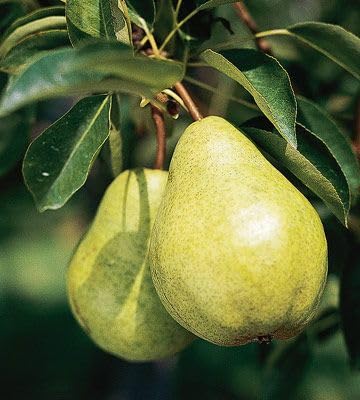 KHUSI PROVA Healthy Vibe With Green Live Naspati/Indian Pear Grafted ...